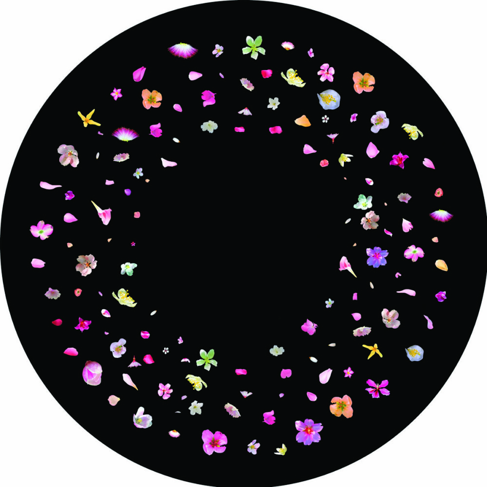 Blossom (Colour) - 6” Picture Wheel - OptiKinetics via Wilkins ...
