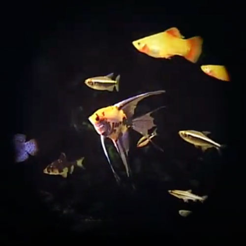 Aquarium Fish Swimming Effect - OptiKinetics via Wilkins International