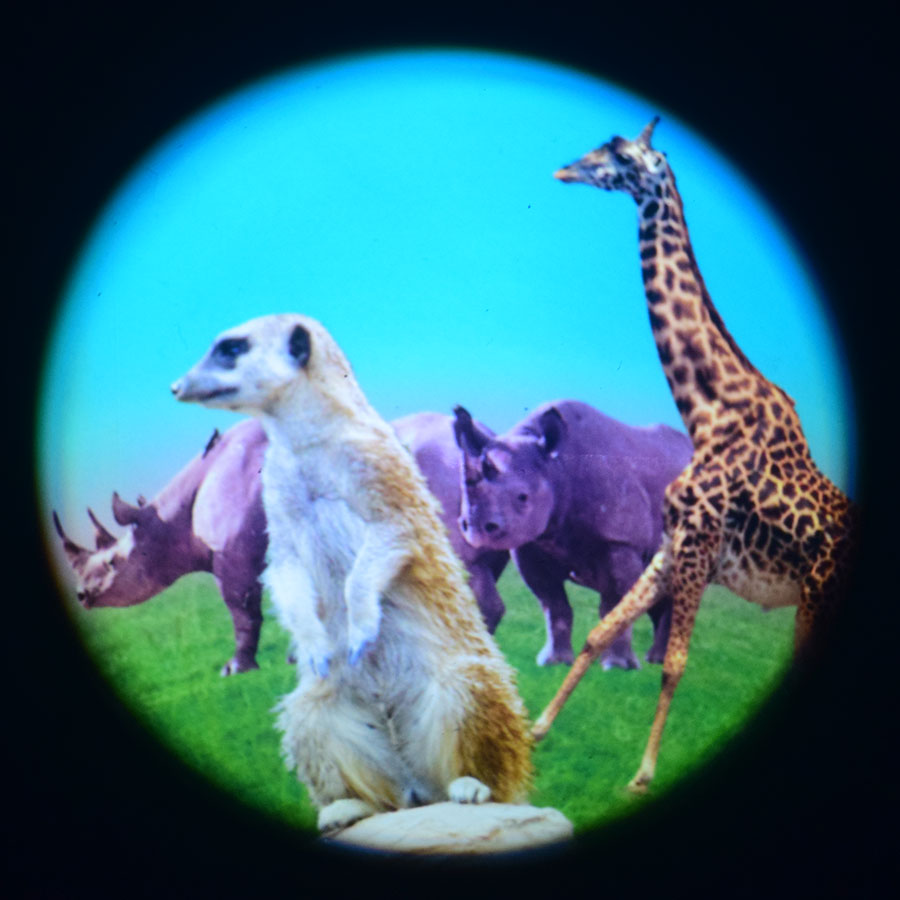 Animals - 6” Picture Wheel - OptiKinetics via Wilkins International