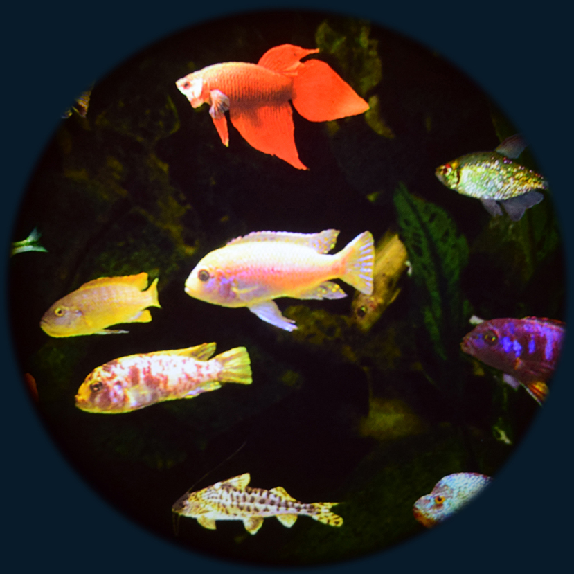 Max Effect Aquarium - 9” Picture Wheel - OptiKinetics via Wilkins ...